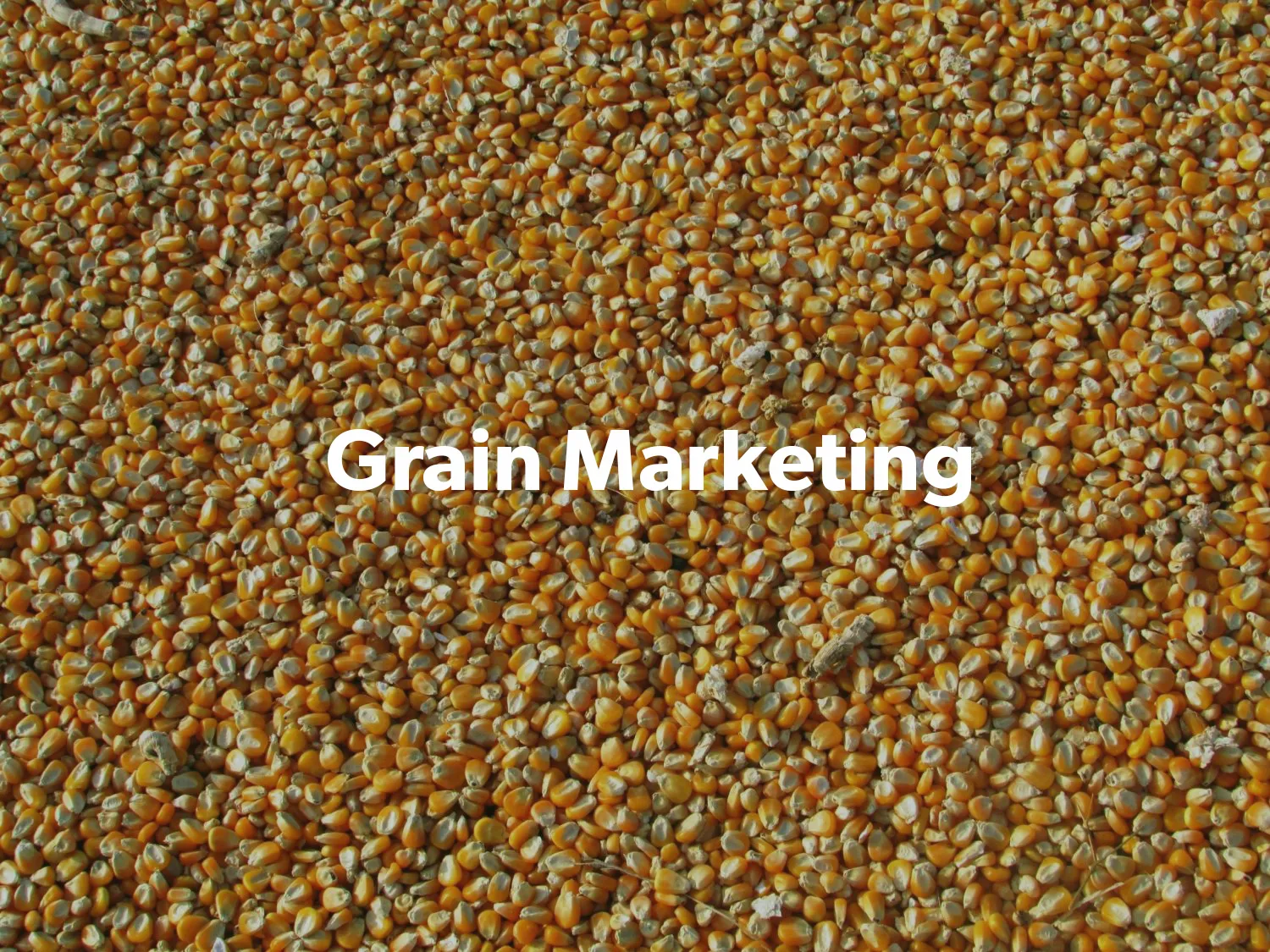 Grain Marketing | Uniag Cooperative